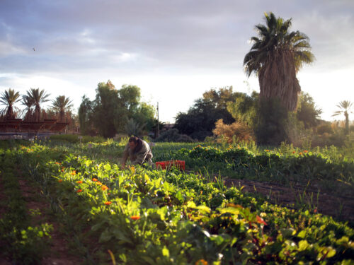 About Kibbutz Neot Semadar