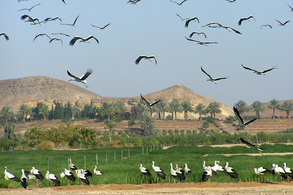 Permaculture at Kibbutz Neot Semadar