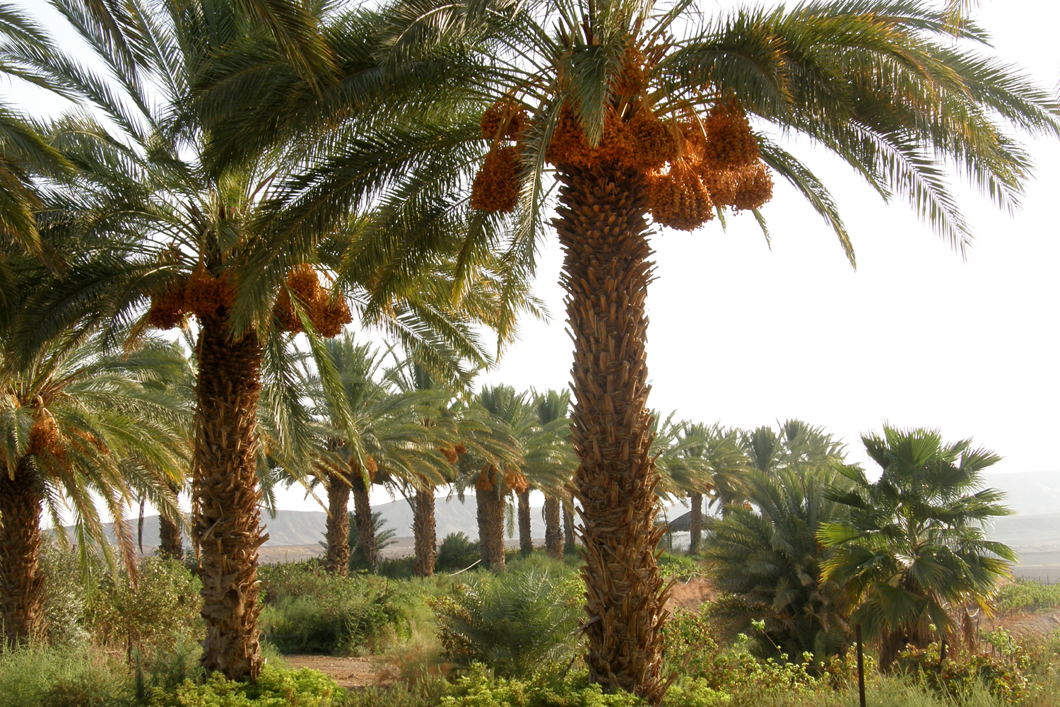 Permaculture at Kibbutz Neot Semadar